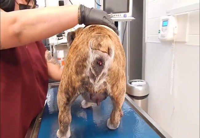 rectal polypectomy dog