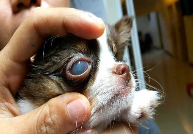 keratitis dogs