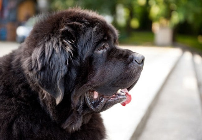 10 Most Common Health Issues in Giant Dog Breeds: A 2025 Veterinary Gu ...