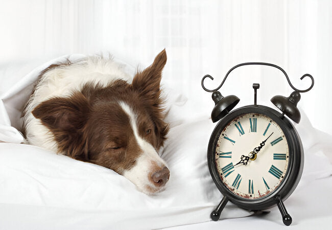 2025 Vet Guide: How Many Hours Does My Dog Sleep a Day? Sleep Needs ...