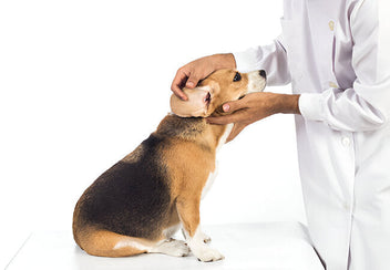 2025 Vet Guide: Rhinitis & Sinus Infections in Dogs – Causes, Diagnosi ...
