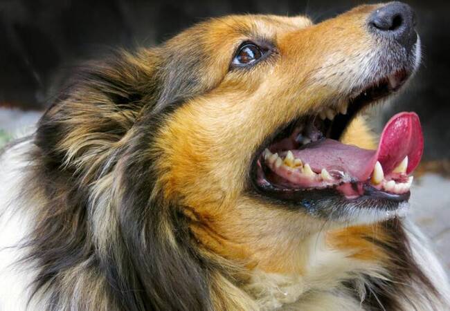 2025 Vet Guide: Why Dogs Chatter Their Teeth 🐶🦷 – Ask A Vet