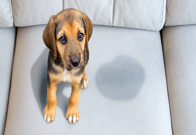 2025 Vet Guide: Why My Dog Is Peeing a Lot – Causes, Diagnosis & Care ...