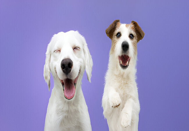 Do Dogs Smile in 2025 – Vet‑Approved Science-Based Guide to Canine Gri ...