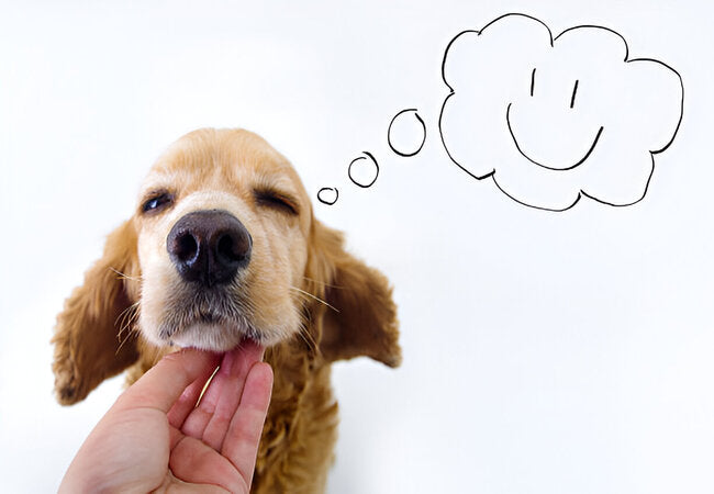 2025 Vet Insight: Why Do Dogs Sigh? Emotional, Physical & Behavioral R ...