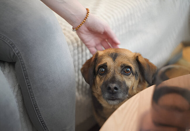 2025 Vet Insight: Why Does My Dog Ignore Me? Understanding, Causes & S ...