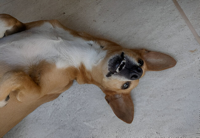 2025 Vet Insight: Why Does My Dog Lie On Me? Understanding Canine Conn ...
