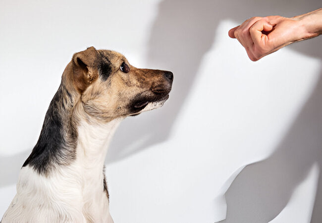 4 Critical Commands to Save Your Dog’s Life in 2025 – Vet‑Approved Tra ...