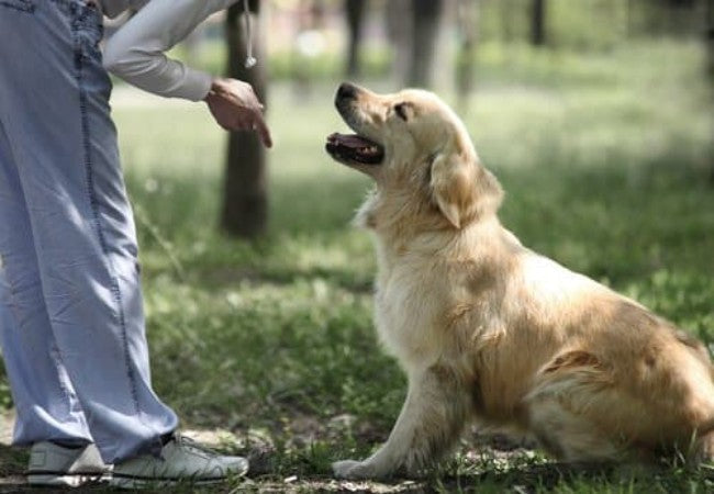 4 Essential Dog Obedience Cues Every Owner Should Master in 2025 (Vet ...