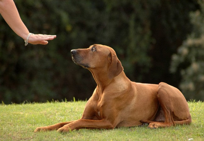 4 Hand Signals for Dogs You Can Teach Your Pup 2025: Vet Reviewed Trai ...