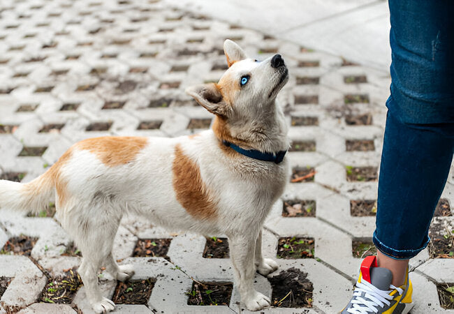 4 Reasons Your Dog Follows You Everywhere in 2025 – Vet‑Approved Insig ...