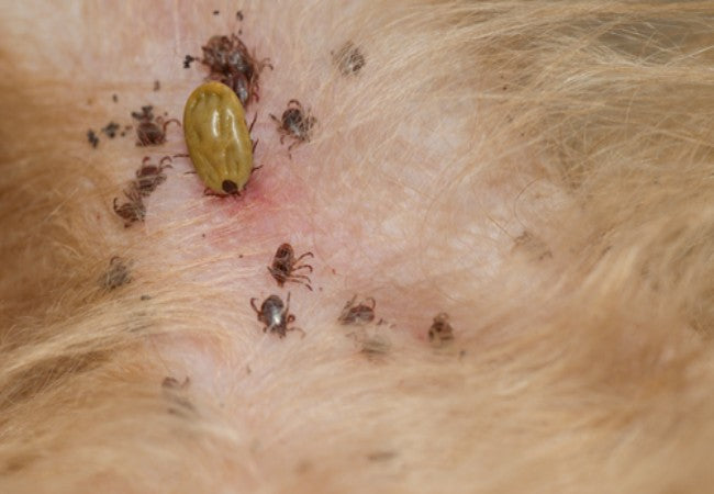 7 Common Bug Bites on Dogs: Vet‑Approved 2025 Guide to Identification ...