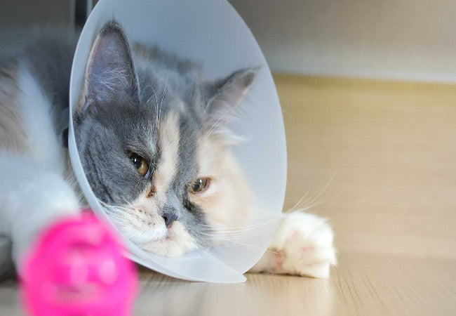 A Vet’s Guide: Should I Desex My Cat? Benefits, Risks & Timing (2025 ...