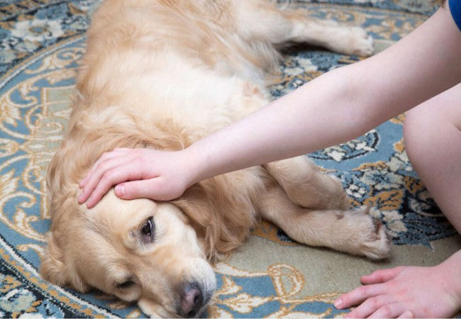 A Vet’s Guide: Why Is My Dog Throwing Up Blood? Causes, Diagnosis & Ca ...