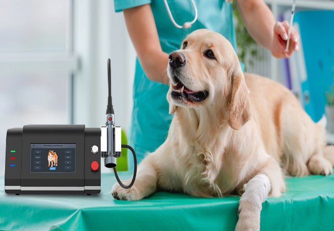 A Vet’s Guide to Perianal Fistula in Dogs: Diagnosis, Treatment & Mana ...