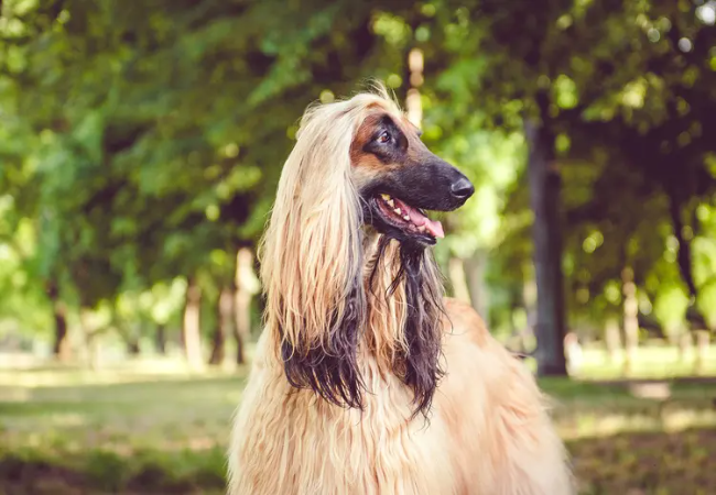 Afghan Hound Guide: Health, Training & Vet Tips for the Regal Sighthou ...