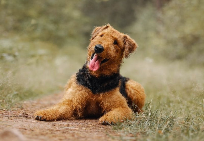 Airedale Terrier Guide: Health, Training & Care for the King 🐶 – Ask A Vet
