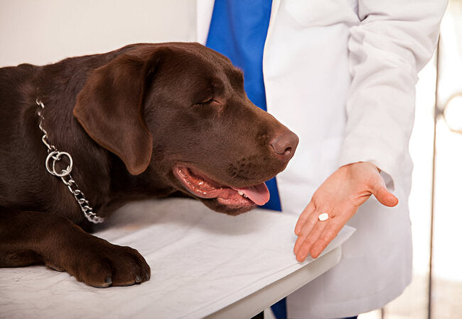 Amitriptyline for Dogs in 2025 – Vet‑Approved Guide to Uses, Dosage ...