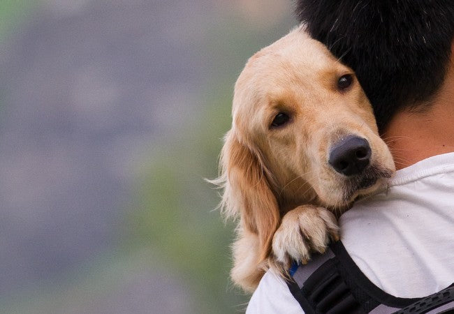 Vet-Approved Guide: Are Dogs Truly Man’s Best Friend? Exploring the Hu ...