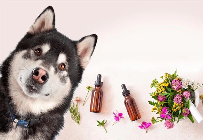Are Essential Oils Safe for Dogs? Vet Approved Guide to Aromatherapy U ...
