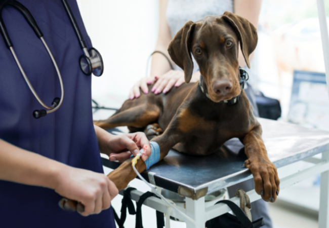 Atrial Standstill in Dogs: 2025 Vet Guide 🩺🐾 – Ask A Vet