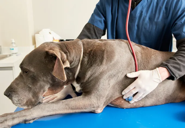 Atrioventricular (Second-Degree Mobitz II) Heart Block in Dogs: 2025 V ...