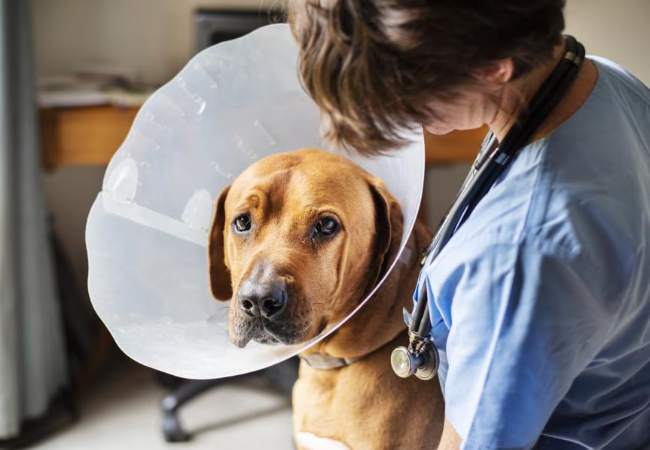 Best Recovery Collars & Cones for Dogs 2025: Vet Approved Comfort & He ...