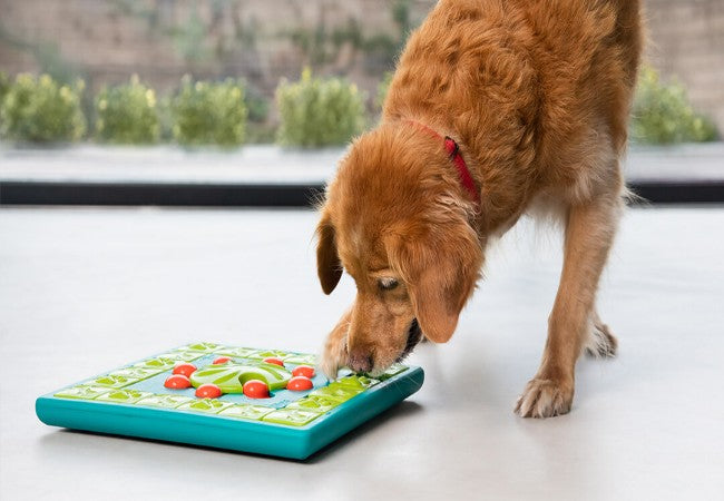 Best Toys for Senior Dogs in 2025: Vet Recommended Picks & Play Ideas ...