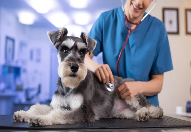 Bile Duct Obstruction in Dogs: Vet-Approved Causes, Symptoms & Treatme ...