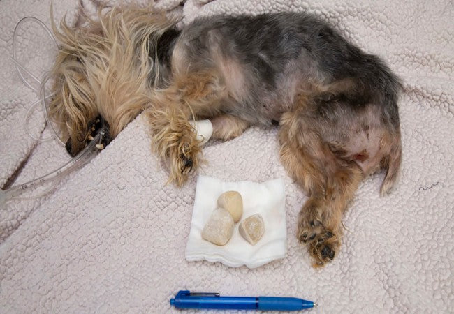 Bladder Stones in Dogs: Vet-Approved Causes, Symptoms & Treatments (20 ...
