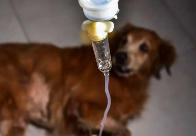 Blood Transfusion Reactions in Dogs: Vet-Approved Causes, Symptoms & T ...