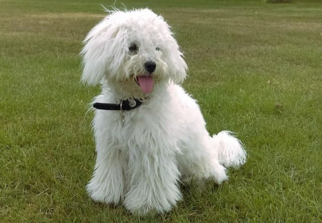 Bolognese Dog: Complete Companion Breed Guide & Care Tips 🐶 – Ask A Vet