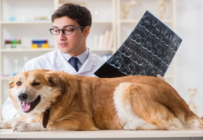 Brain Tumors in Dogs: Vet-Approved Causes, Symptoms & Treatments (2025 ...