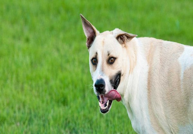 Vet-Approved Guide: Can Dogs Have Bipolar Disorder? Understanding Cani ...