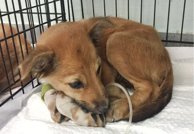 Canine Herpesvirus (CHV) in Dogs: A 2025 Vet-Approved Guide to Symptom ...