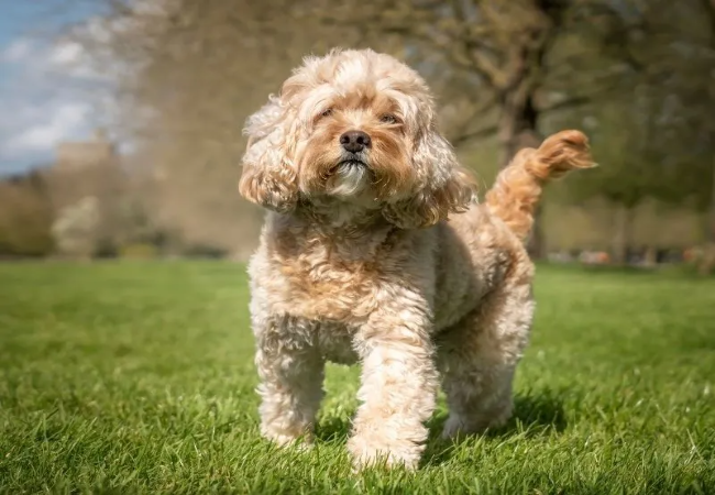 Cavapoo 2025 Guide: Traits, Care, Training, Health & Family Fit 🐶 – Ask ...