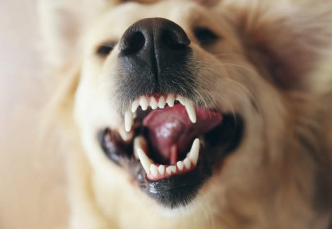Cavities in Dogs: Vet-Approved Guide to Causes, Symptoms & Treatment 2 ...