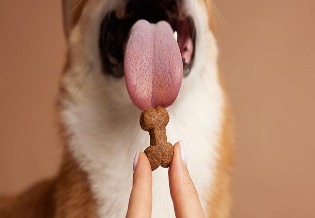 Do Dogs Have Taste Buds? Vet-Approved 2025 Guide to Flavor 👅🐶 – Ask A Vet