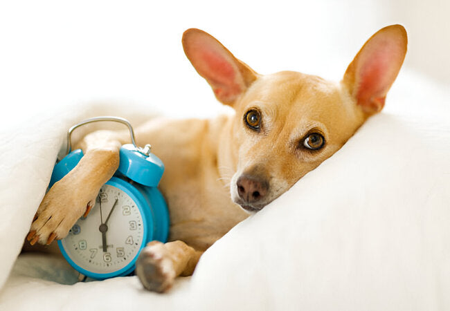 Do Dogs Have a Sense of Time in 2025? Vet‑Reviewed Insights 🐶⏰ – Ask A Vet