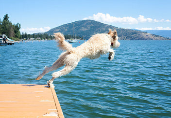 Dock Diving for Dogs in 2025 – Vet‑Approved Guide to Splashy Fun & Fit ...