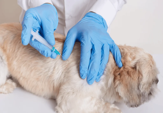 Does My Dog Need a Rabies Vaccine Every Year? 2025 Vet-Approved Guide ...
