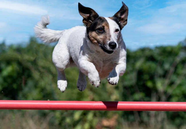 Dog Agility 101: Vet Approved Beginner’s Guide to Training, Safety & S ...