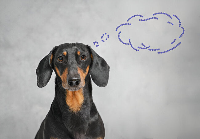 Dog Brain Facts: Understanding Canine Cognition & Intelligence — Vet G ...