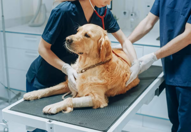 Dog Intestinal Blockage in 2025: Vet Backed Guide 🐾🚨 – Ask A Vet