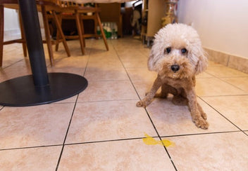 Dog Throwing Up Yellow Bile? A Vet’s 2025 Guide to Causes, Treatment ...