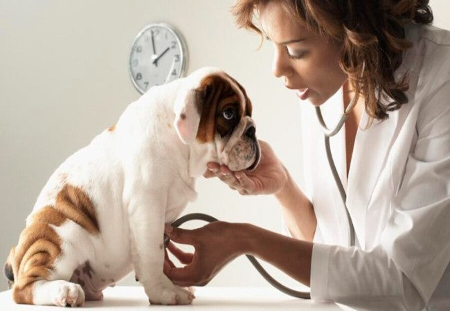 Dog Throwing Up Yellow Bile? Vet Backed Causes & Treatment Tips 🧑‍⚕️ 2 ...
