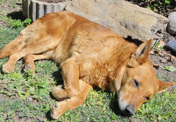 Encephalitis in Dogs Due to Parasitic Migration: Vet-Approved Causes ...