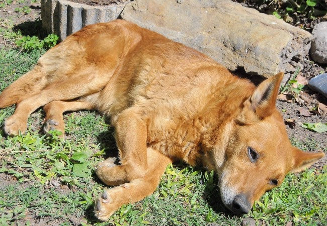 Encephalitis in Dogs Due to Parasitic Migration: Vet-Approved Causes ...