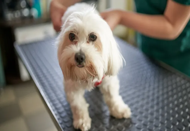 Encephalitis in Dogs: Vet-Approved Causes, Symptoms & Treatments (2025 ...