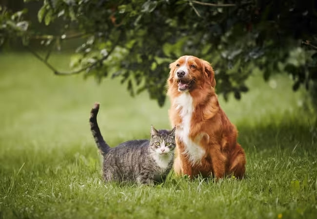 Fecal Microbiota Transplants for Pets: 2025 Vet-Approved Gut Health Gu ...